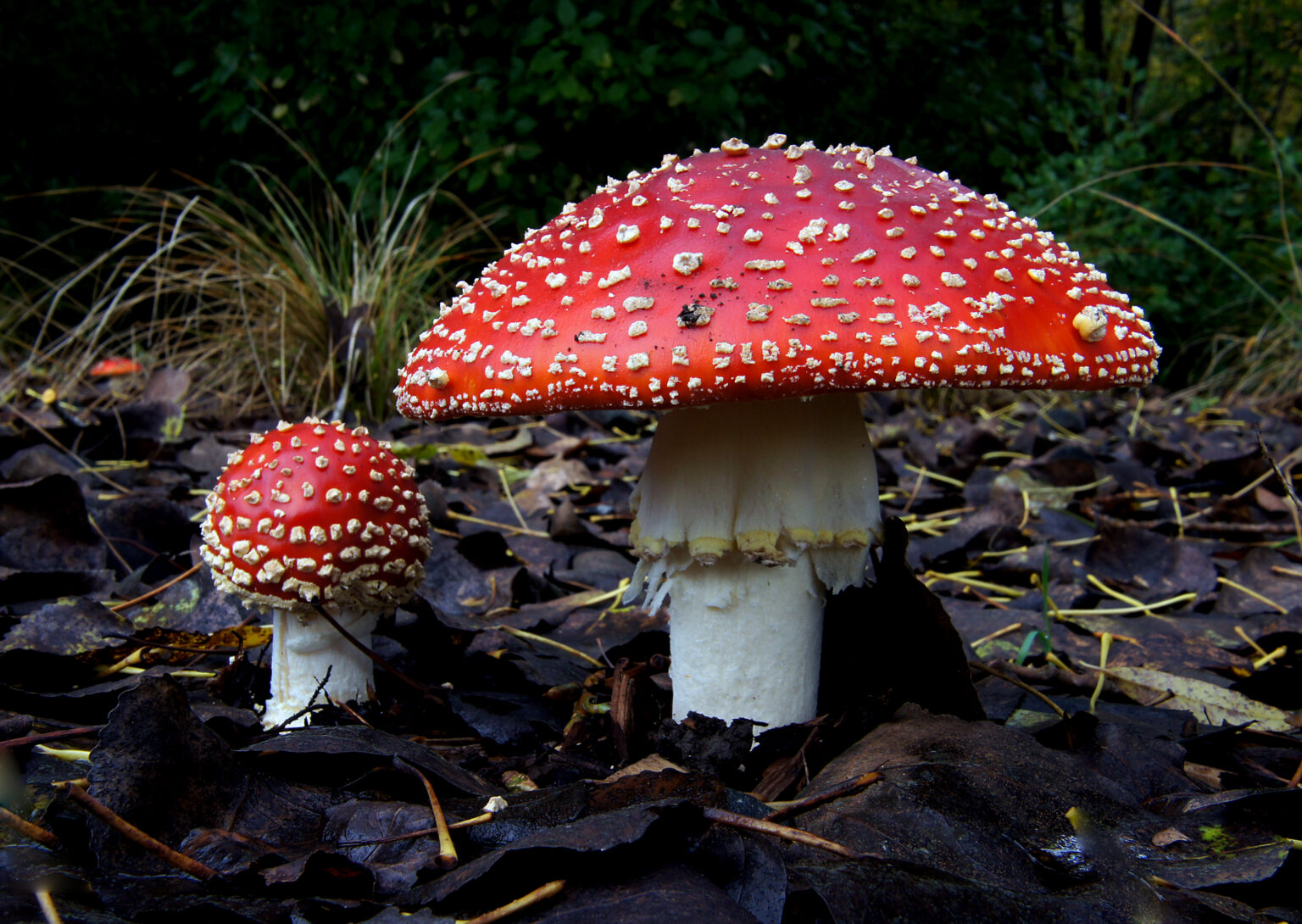 Amanita muscaria: El Matamoscas - expertosenhongos